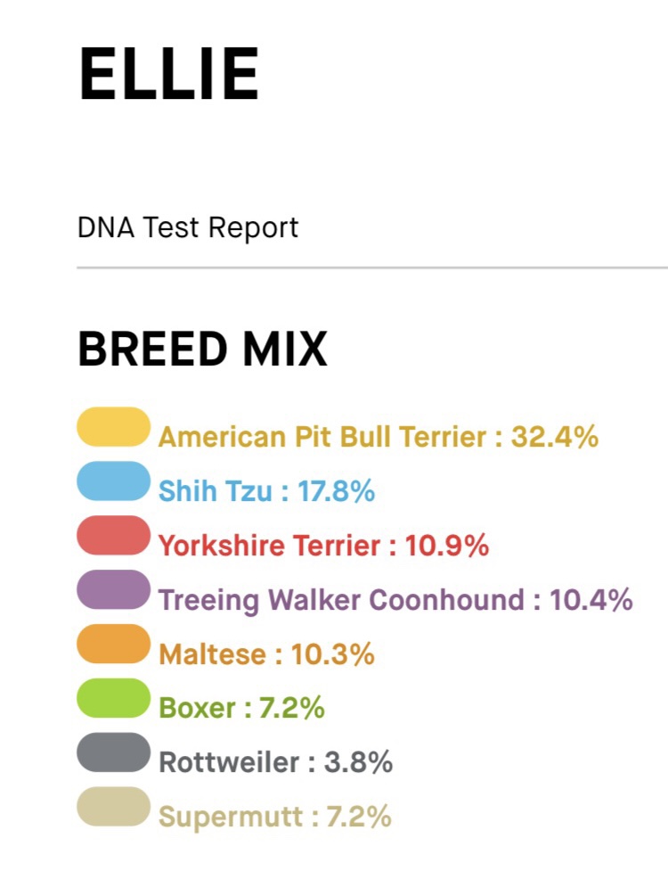 Back to the Dogs: Ellie’s DNA and a Family Match | Generations of Nomads
